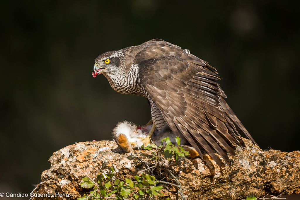 AZOR COMUN - Accipiter Gentilis | Observatorio de la Naturaleza