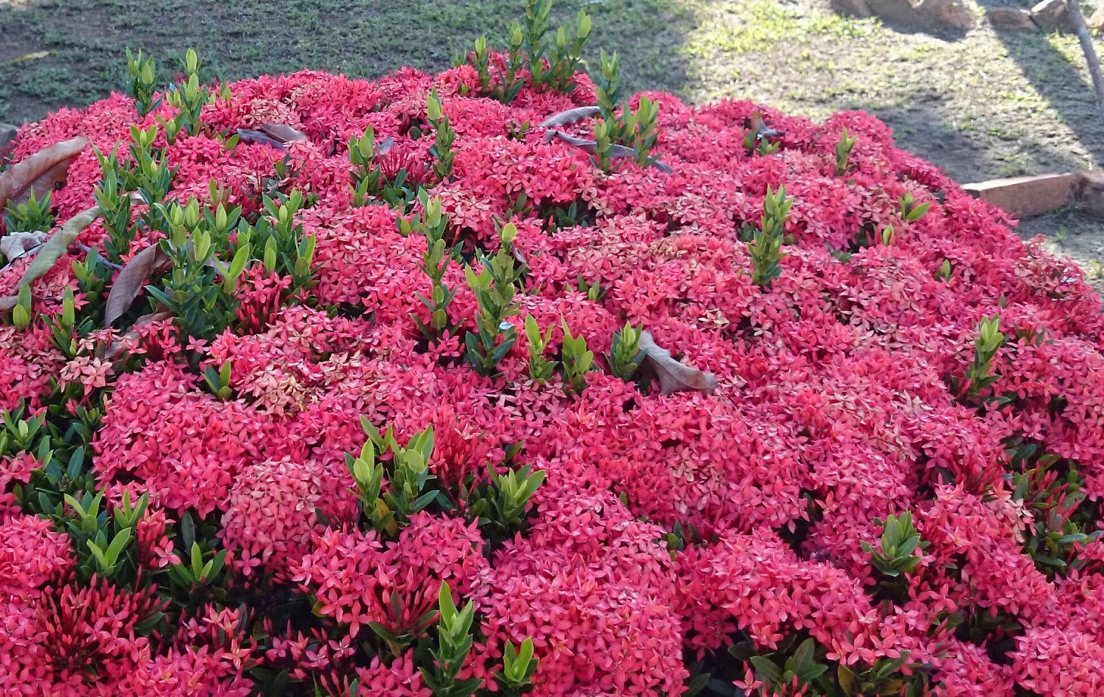 Fantastis 25+ Gambar Bunga Ixora - Gambar Bunga Indah