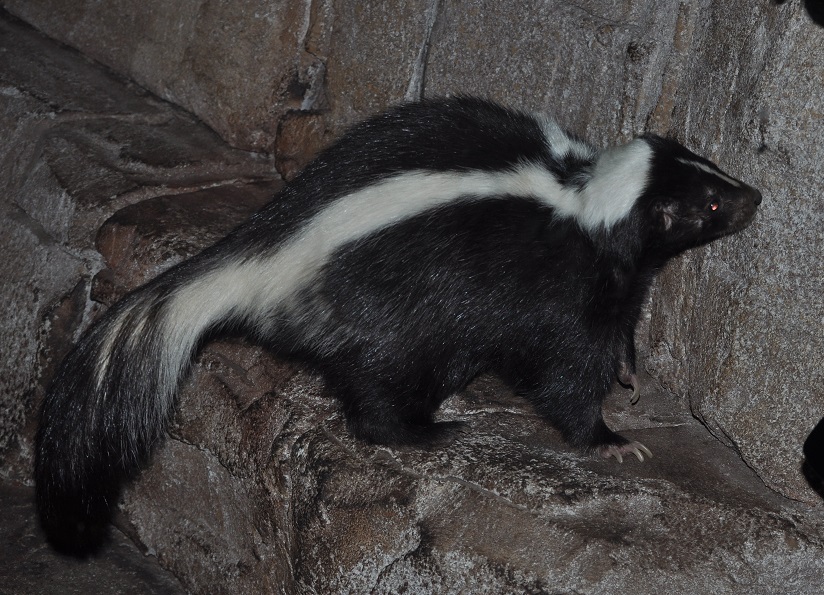 ZOOTOGRAFIANDO (6.100 ANIMALS): MOFETA RAYADA / STRIPED SKUNK (Mephitis ...