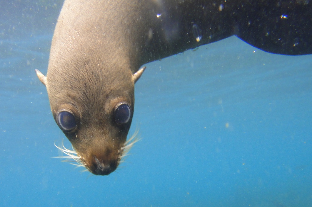 deep-bue-sea: SEA EYES