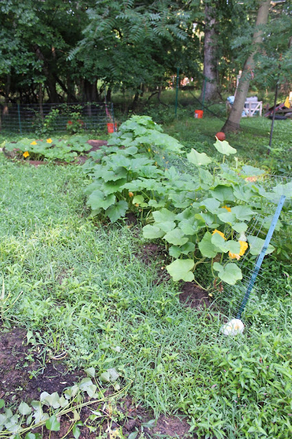 Our Journey: The most persistent perennial... weeds!