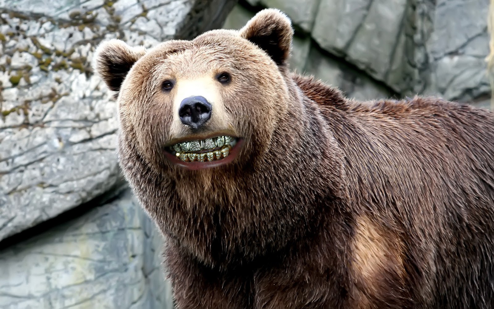 My Life As A Zombie: Bear Grillz