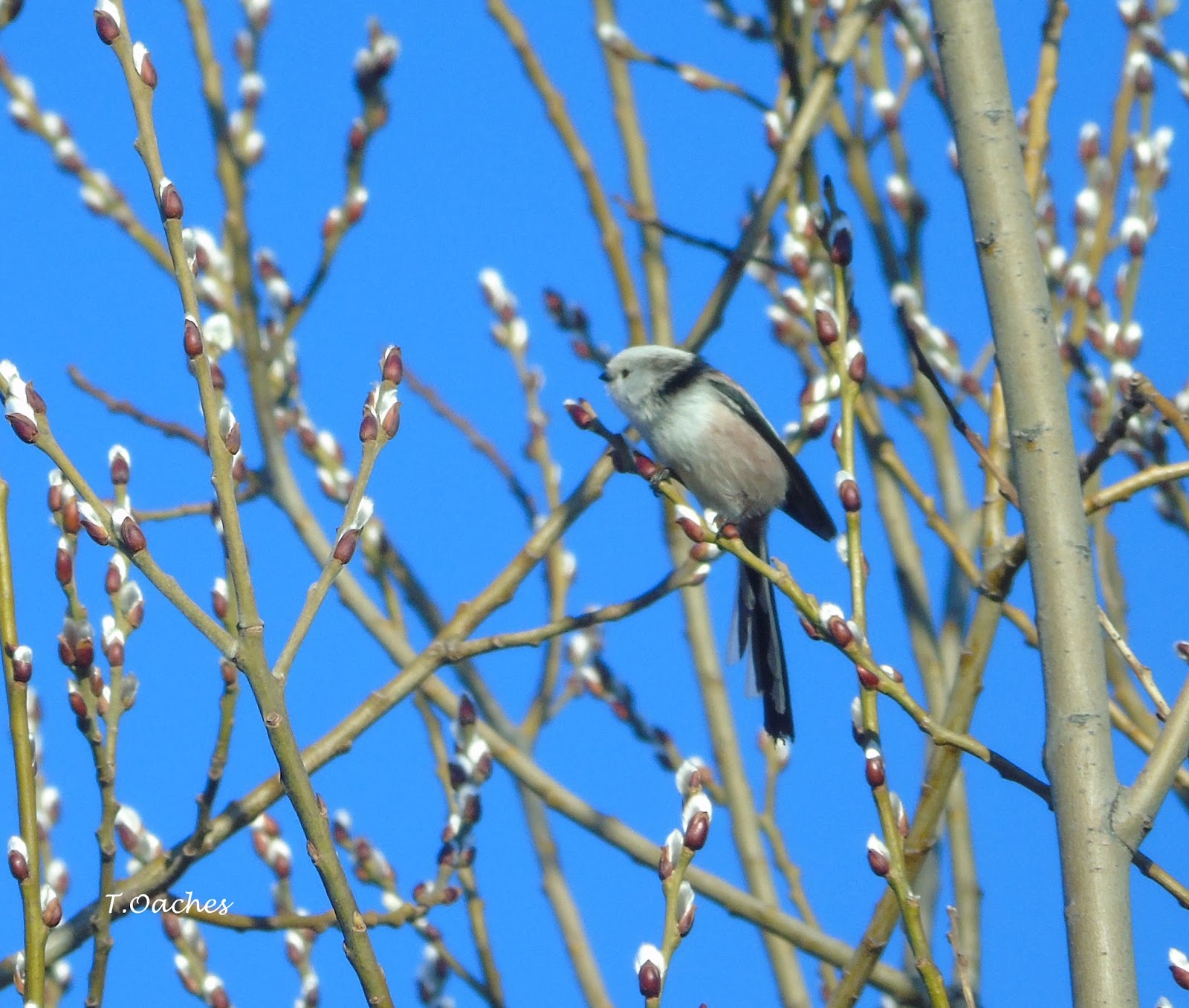 PASARI DIN ROMANIA: PITIGOI CODAT, Aegythalus caudatus