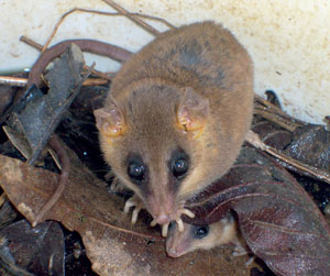 Mamíferos do Cerrado - Distantes da Mata Atlântica e Amazônia | Eu ...
