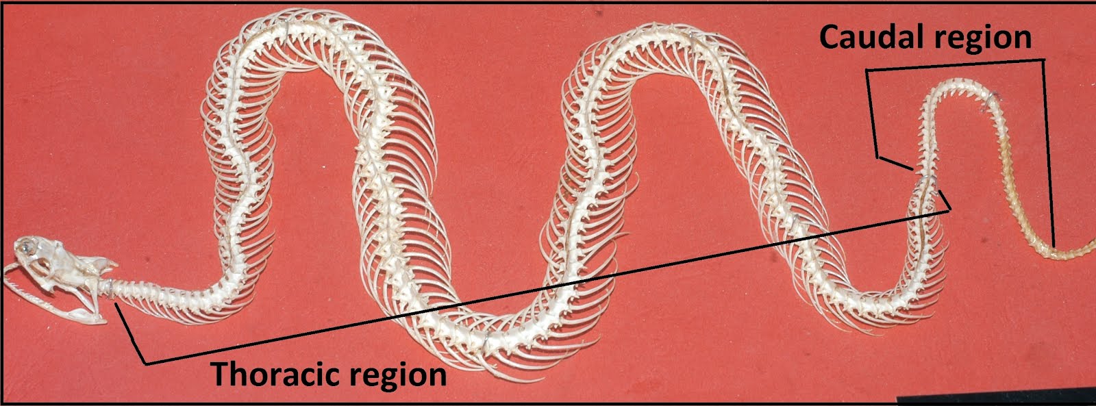 Biology of the Reptilia: Lab 1: General Anatomy of Reptiles. Chalaza ...