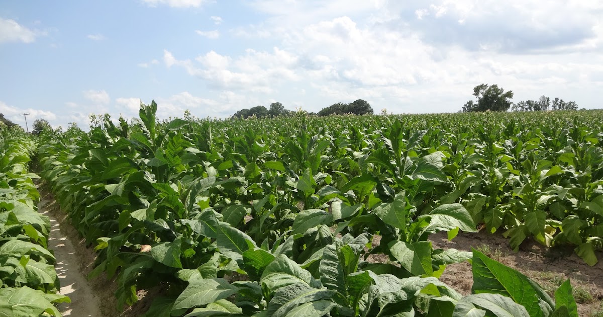 Pattillo Thornally Ancestors: Samuel H.W. Pattillo (1780 - ca. 1840) My ...