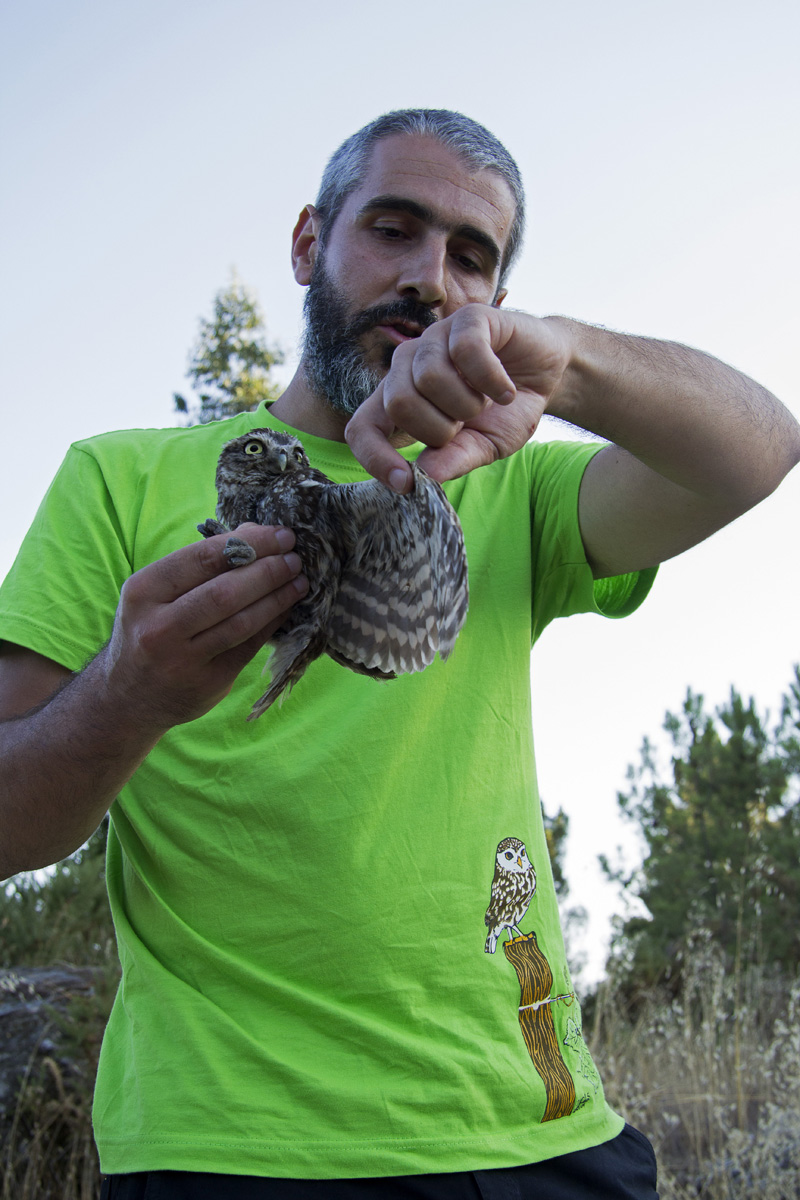 Devolução à Natureza de um mocho-galego e uma coruja-do-mato em Seia