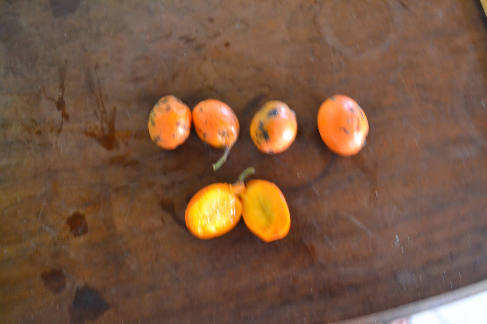 Imbe - Garcinia livingstonei