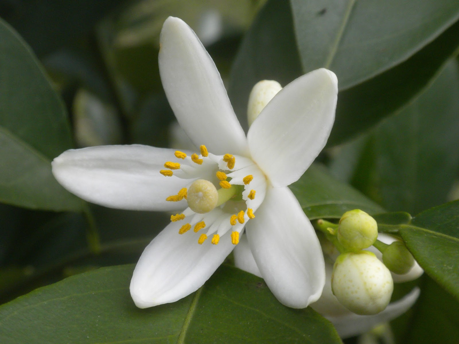 Illatpiramis: Neroli