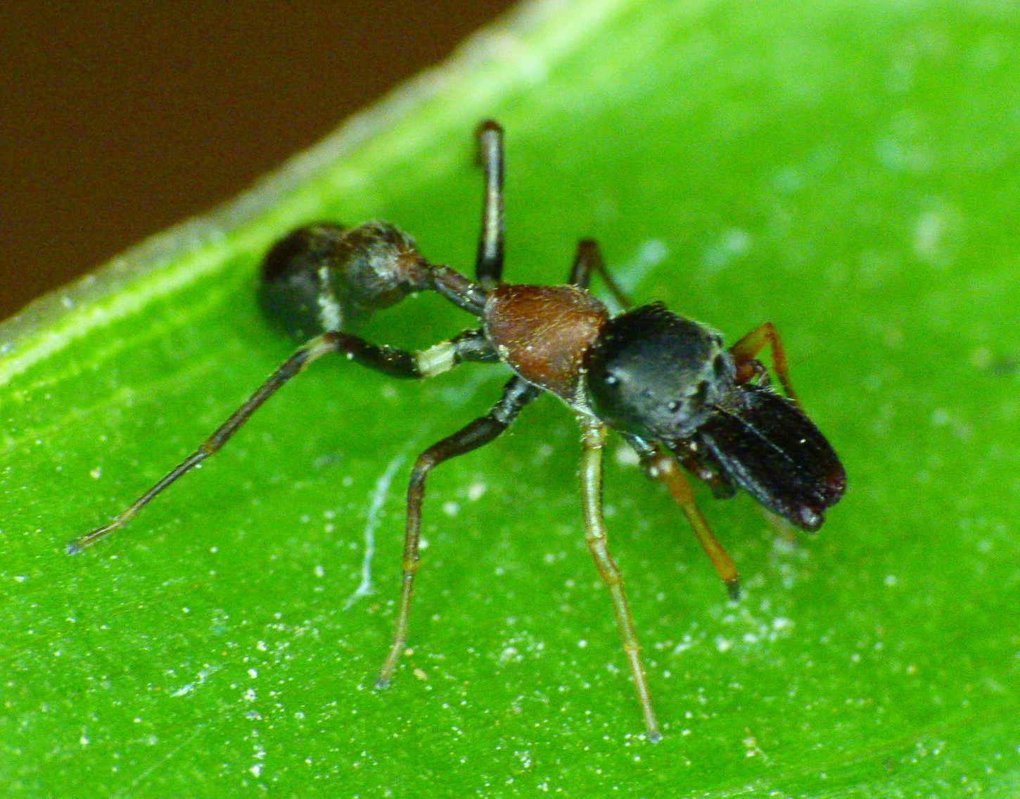 Can anyone identify this bug? : r/biology