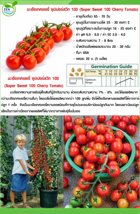 ZEN HYDROPONICS: มะเขือเทศหวาน ซุปเปอร์สวีท 100 (Super Sweet 100 Cherry ...