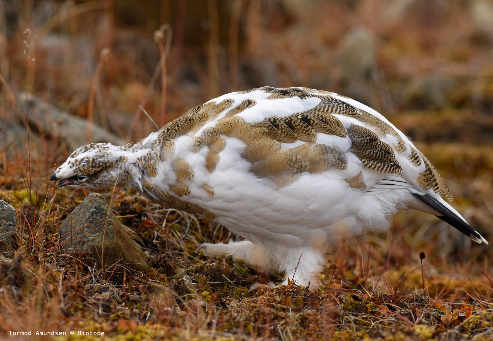 biotope: Birding Svalbard, Arctic Norway
