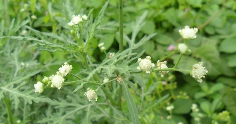 Carrot Grass(গাজর ঘাস ফুল) - Parthenium hysterophorus