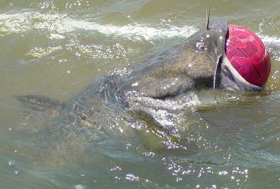 Benarkah ada monster di sungai Amazon ? ~ Gudang Pertanyaan