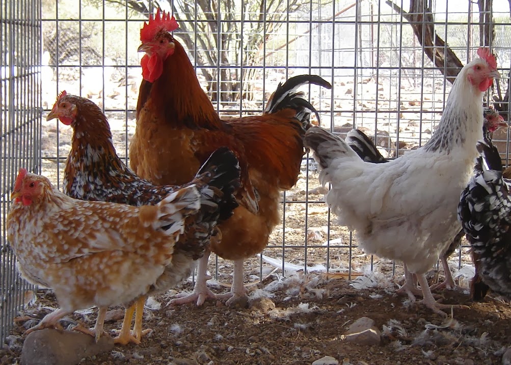 Aloha Chickens: Trying to Improve Size - The New Sussex!