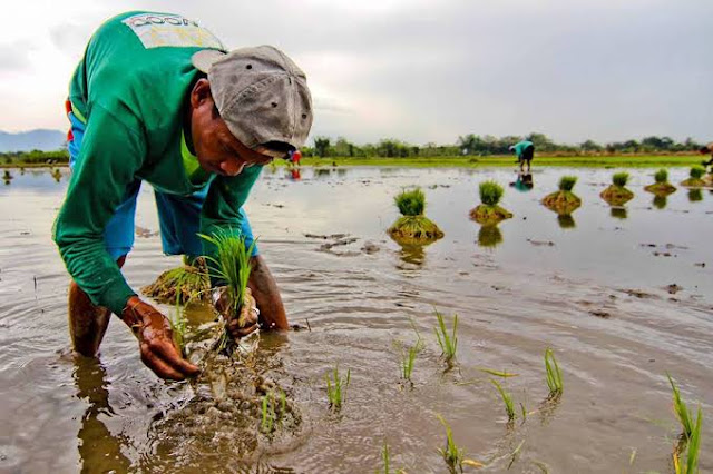 Agrikultura(PAGSASAKA at PANGGUGUBAT)