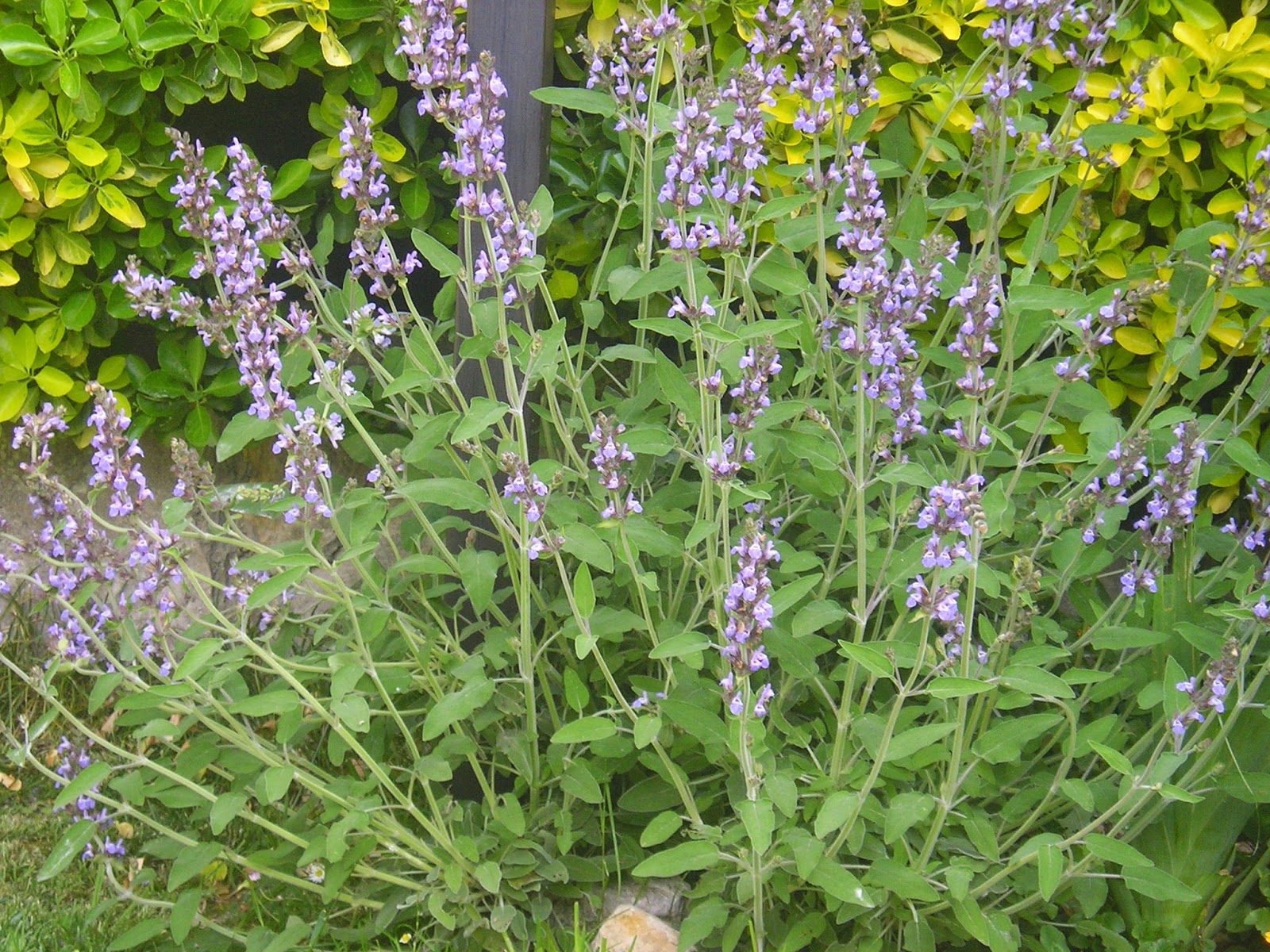 Naturalmente: SALVIA OFFICINALIS Y SALVIA SCLAREA