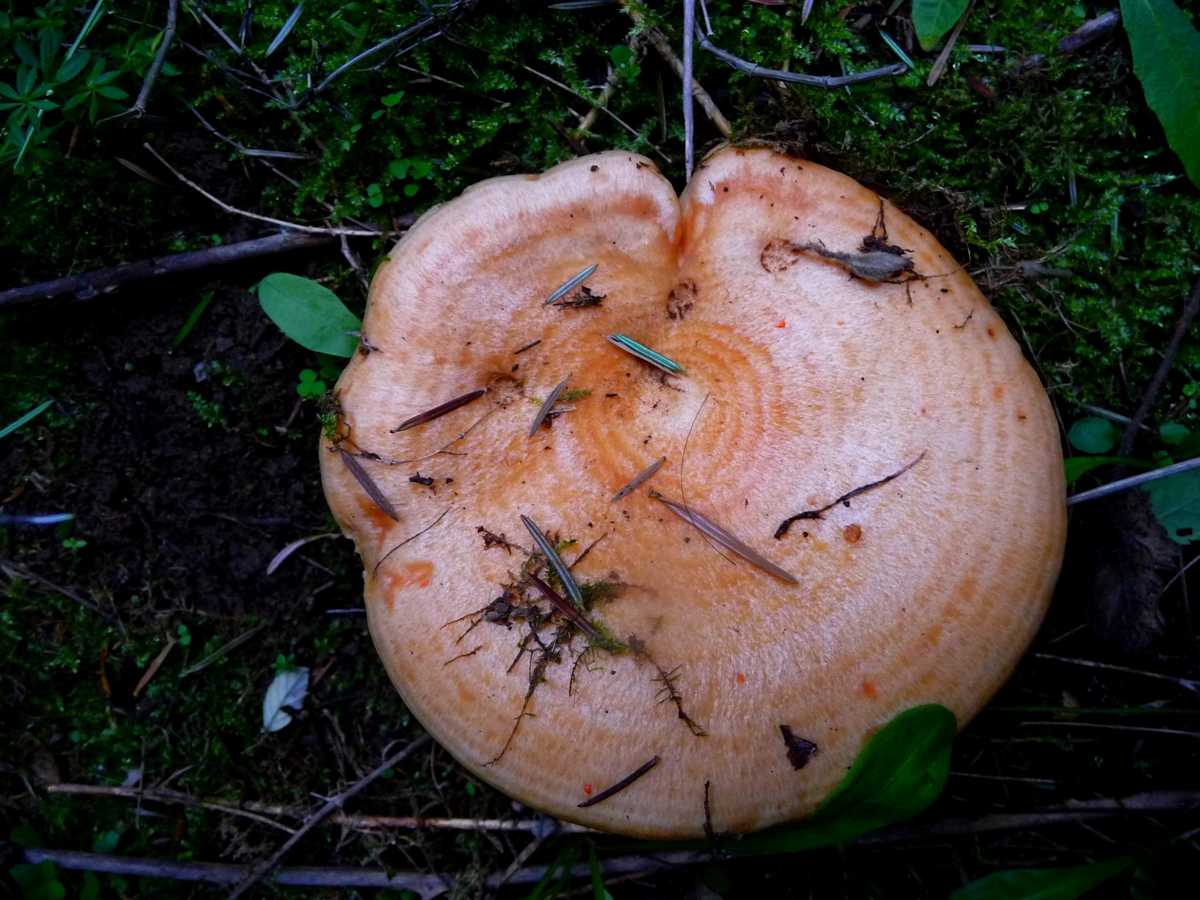 r o b i n 's y a r d: Lactarius