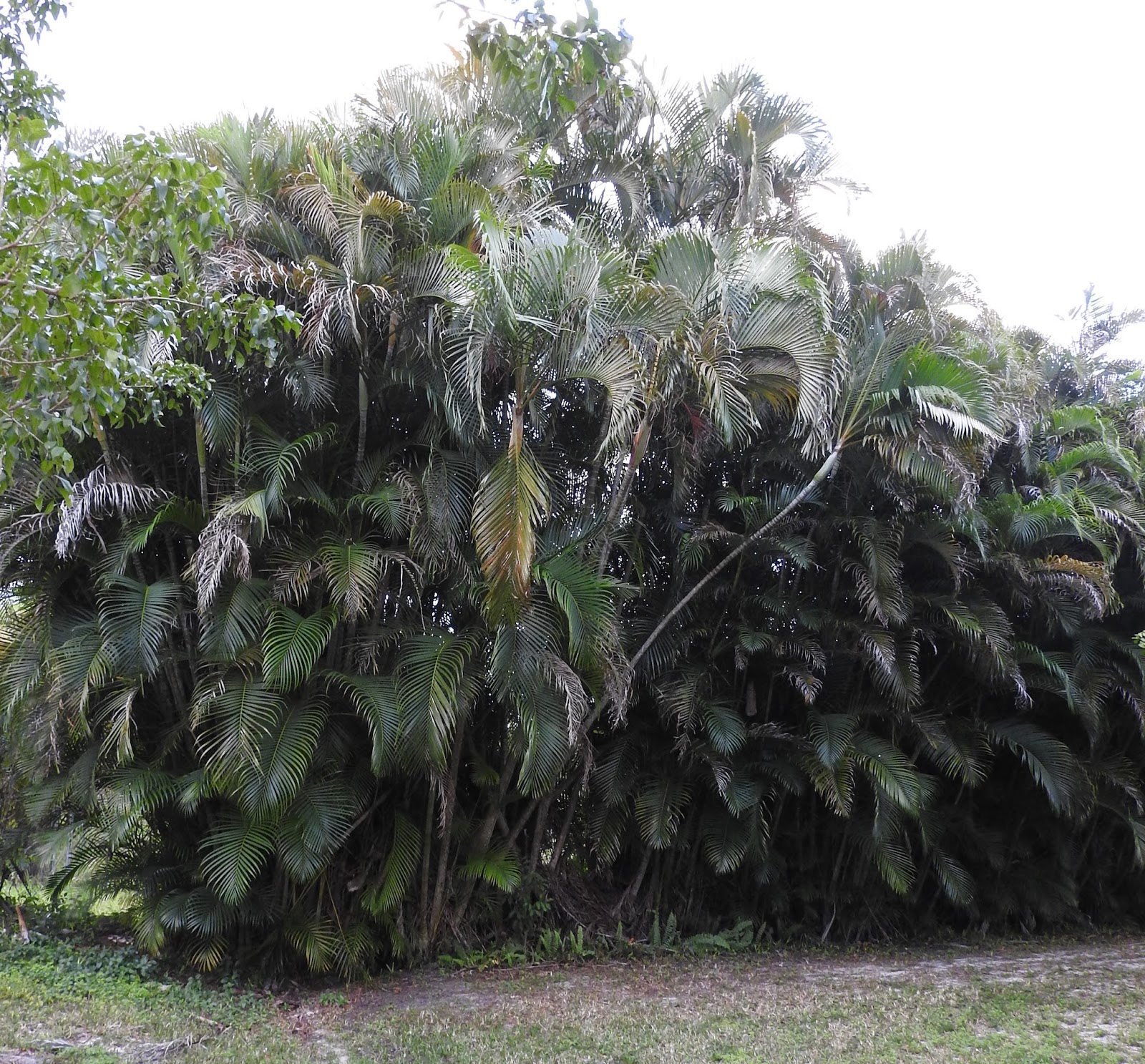 Areca Palm Hedge