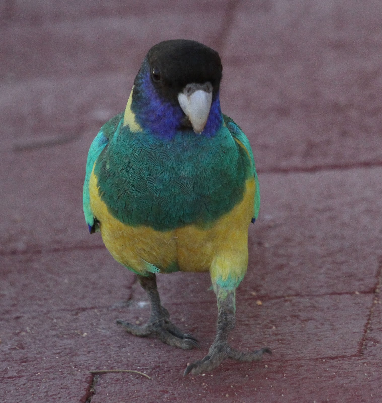 Richard Waring's Birds of Australia: Moses and the Land For Wildlife ...