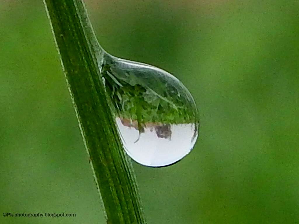 Dew Drops | Nature, Cultural, and Travel Photography Blog