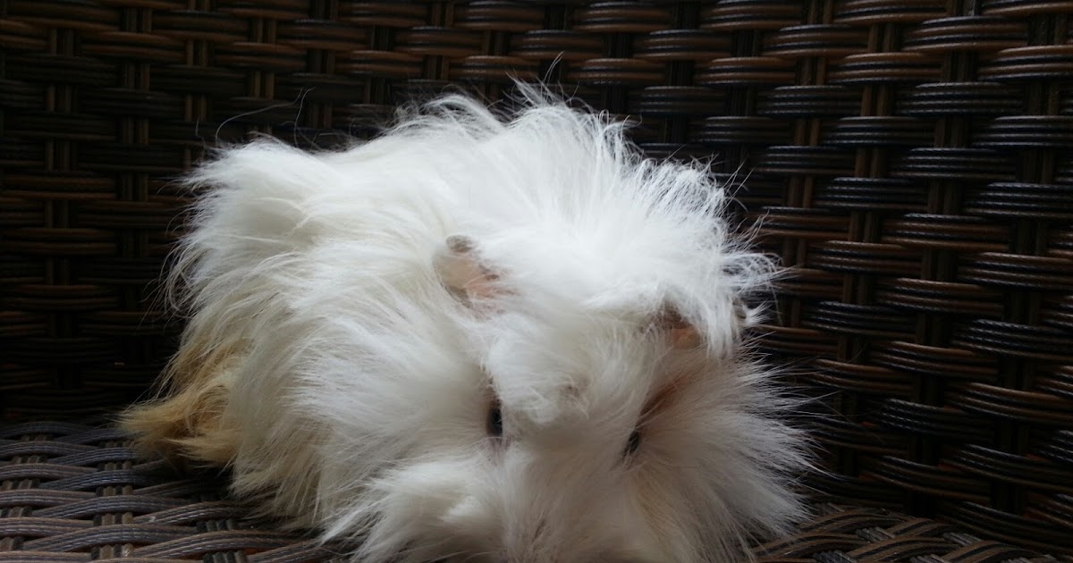 littlefurryones: August Sheeba Mini Yaks - ADOPTED