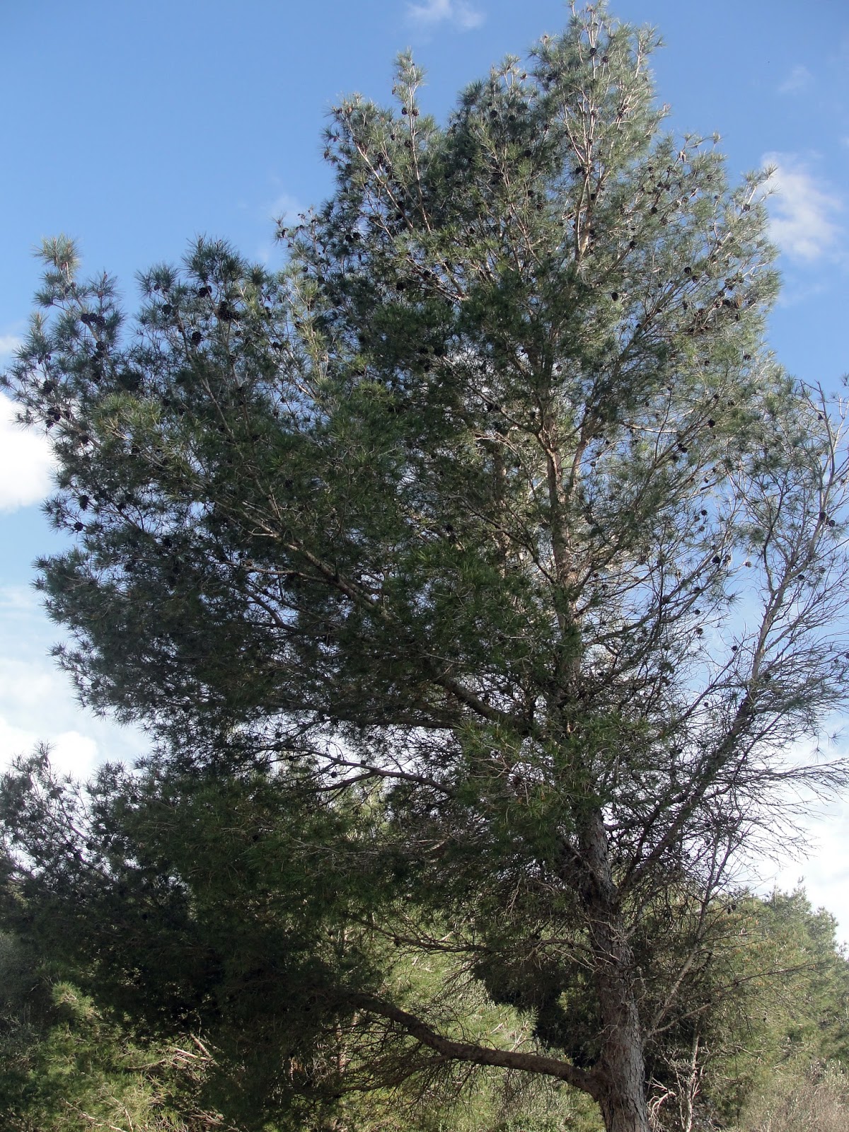 imatges de menorca: PI BLANC (Pinus halepensis Miller) MENORCA