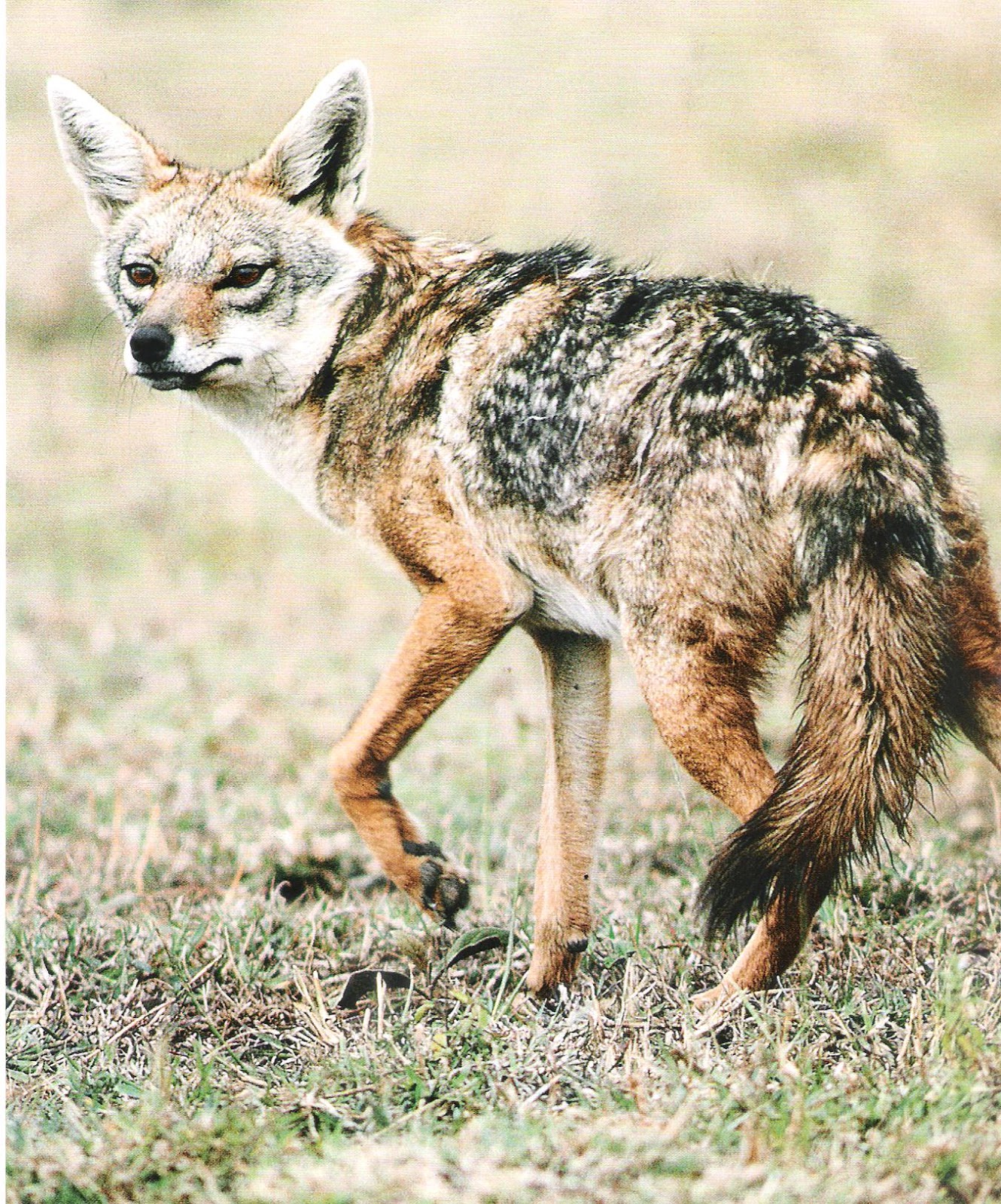 Zoológico Virtual do Koba: Chacal Dourado