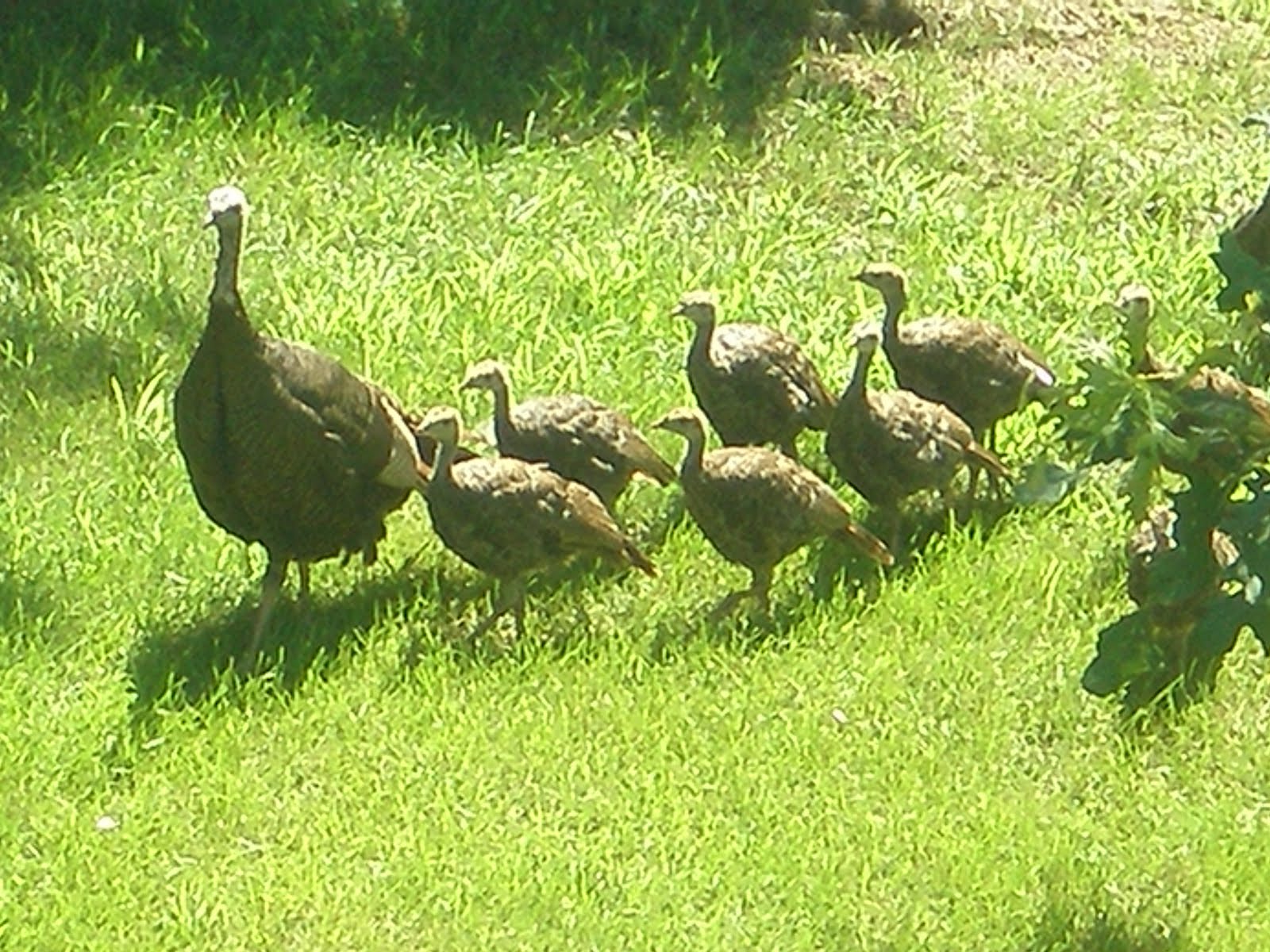 Snarky Librarian: Wild Turkey Family Out for a Stroll...