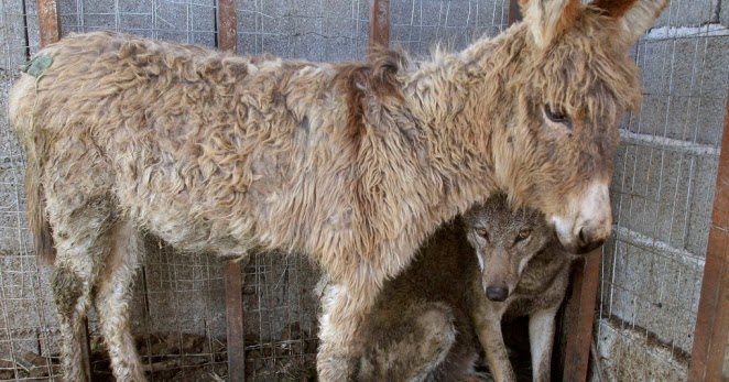 White Wolf : Wolf and Donkey: a Lifesaving Friendship