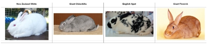 ARNAB PEDAGING: Jenis-jenis arnab yang ada kat Kg. Air Kuning Rabbit ...