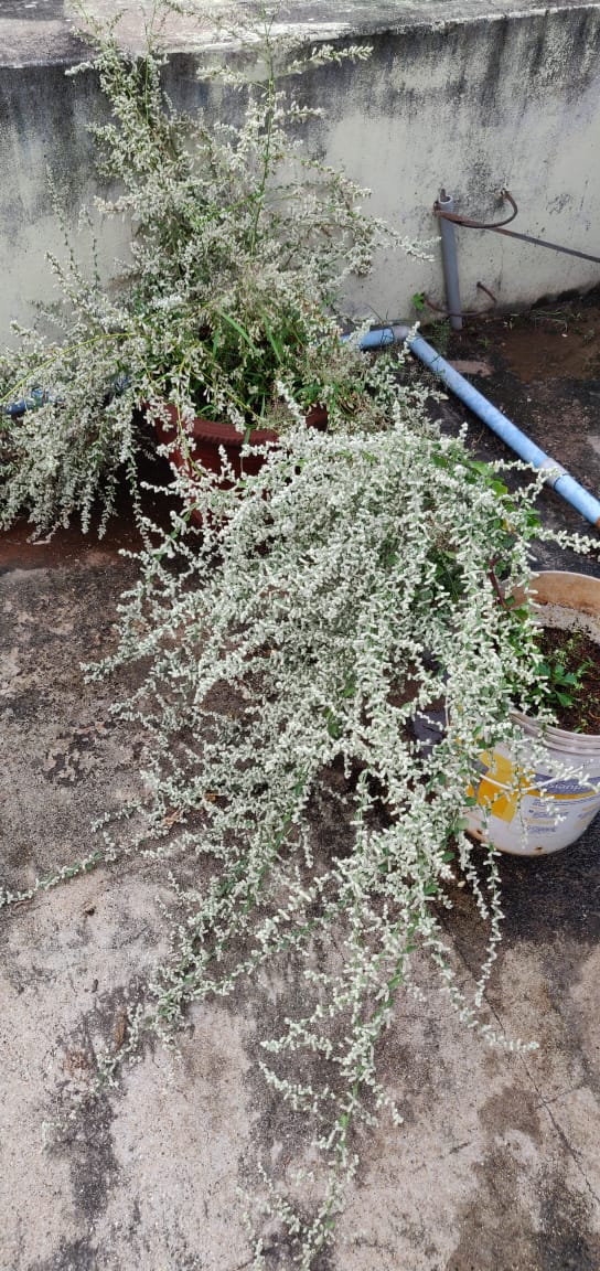 Shanthi Krishnakumar's cook book: Complete guide - BHOGI, PONGAL & KANU ...