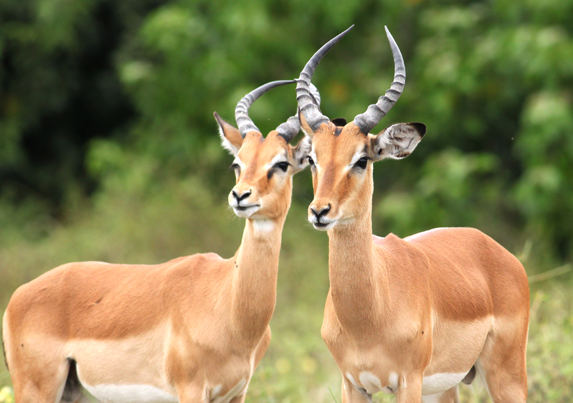 travelswithkathleen: Young male impalas