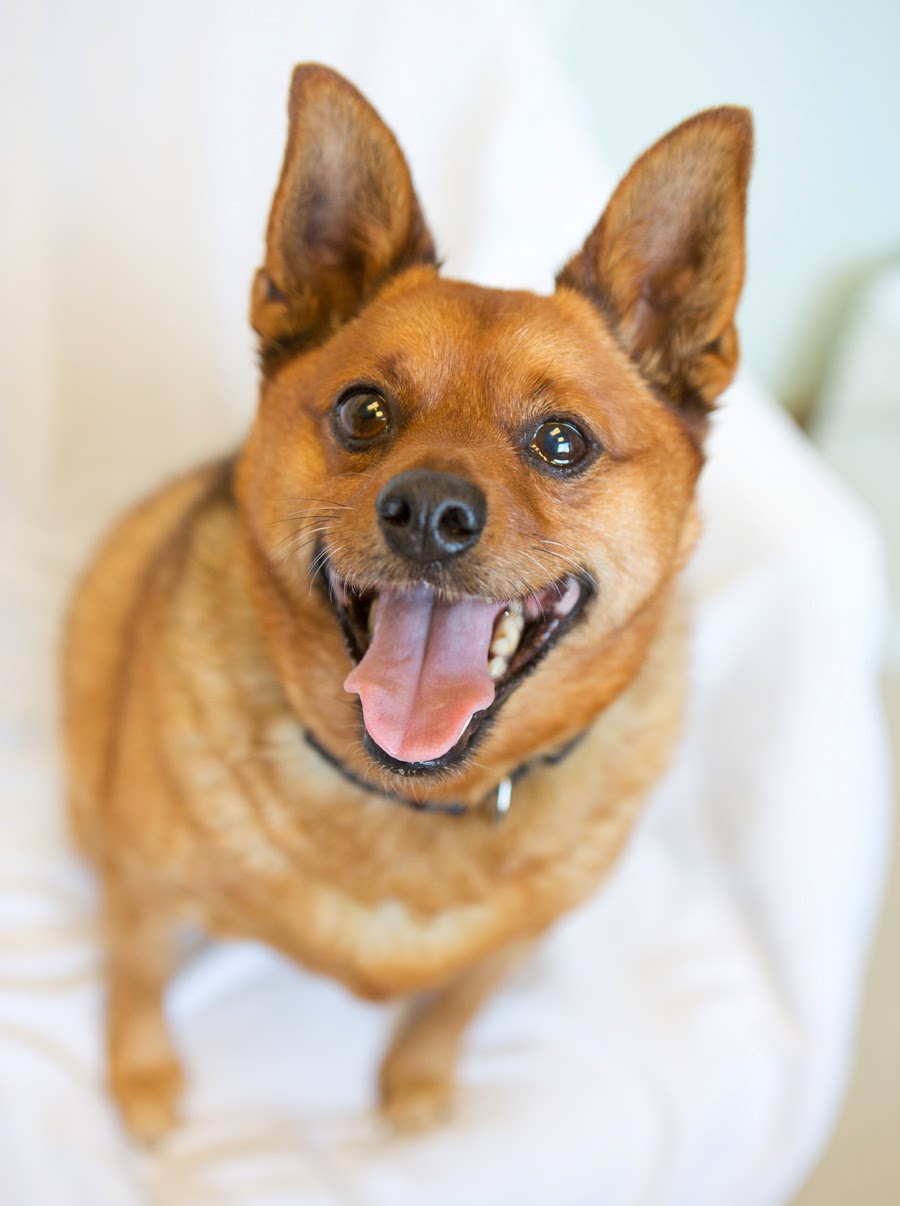 Shelter Dogs of Portland: "ANTHONY" stout,outgoing Schipperke mix!