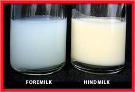 Shaklee4ur Healthy Life: Kandungan Dalam Susu Ibu: Foremilk dan Hindmilk