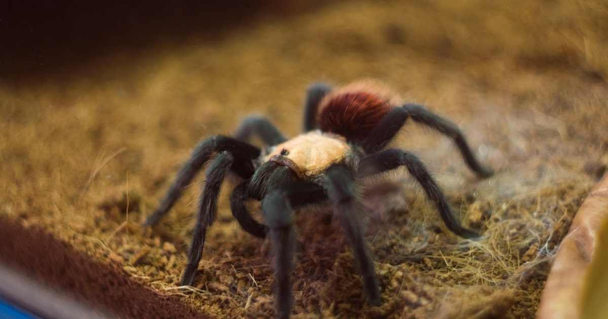 Mexican golden red rump tarantula -Brachypelma albiceps- - Eireen ...