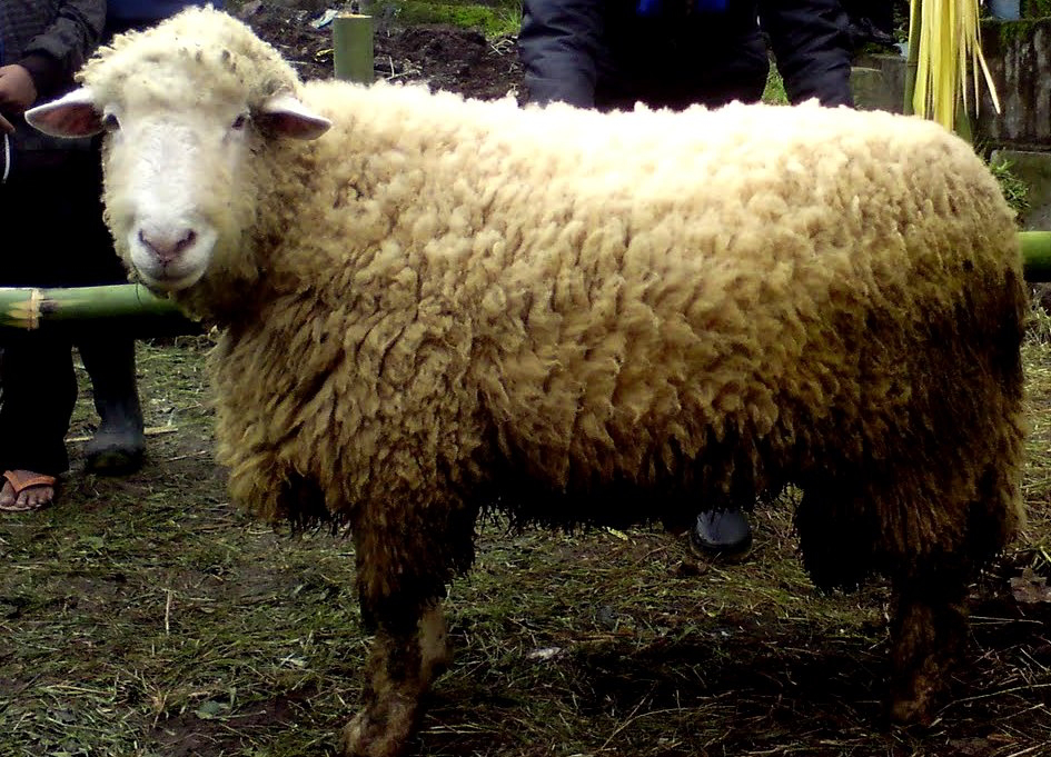 5 Jenis Domba dan Kambing yang Bagus untuk Diternak - Peternak Ayam ...