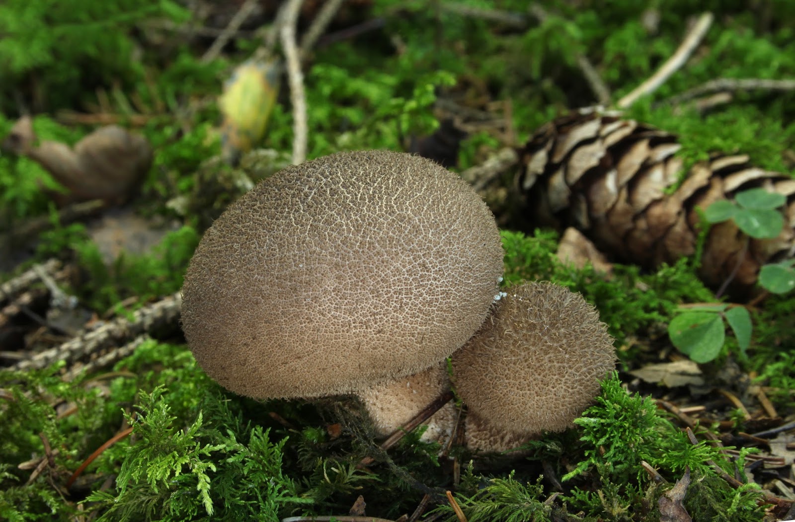 HONGOS DE AMERICA Y OTROS CONTINENTES: FAMILIA: Lycoperdaceae. GENERO ...