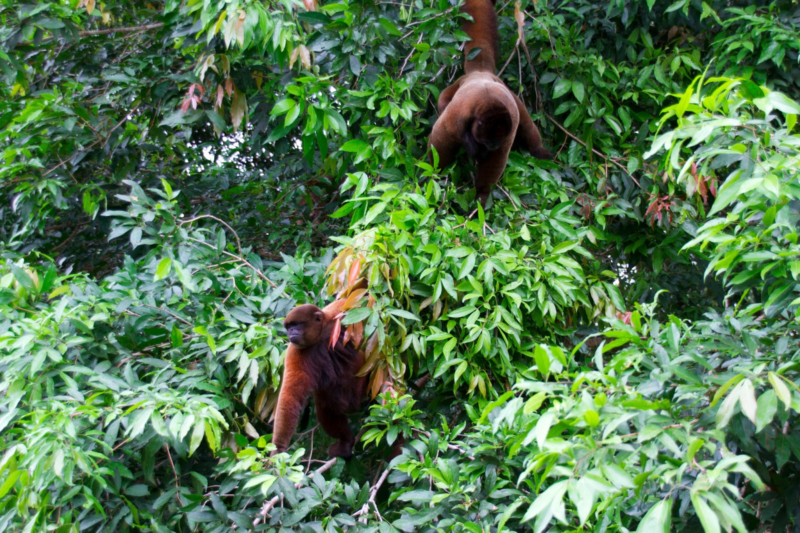 Selva Viva: Affeninsel und Affen in der Lodge