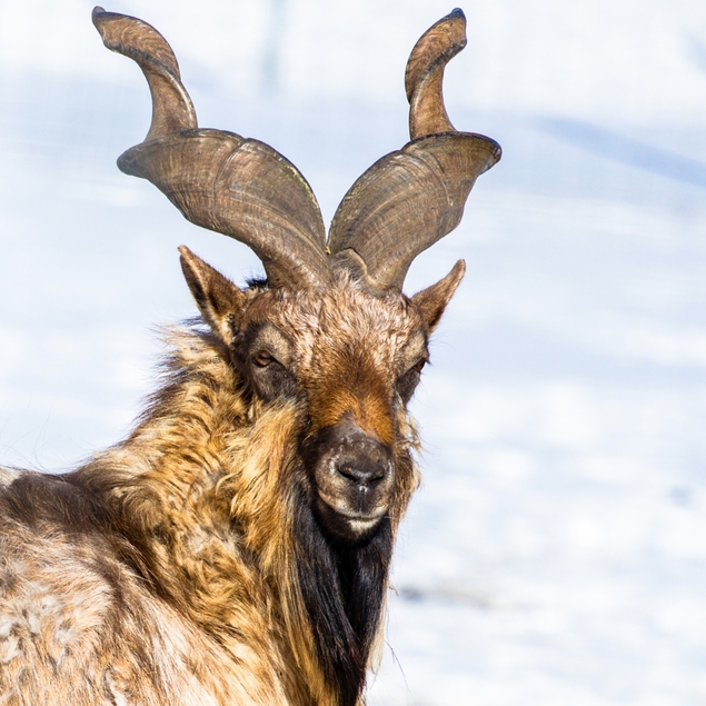 Scientia potentia est: The Markhor Goat and Babirusa strange pig called ...