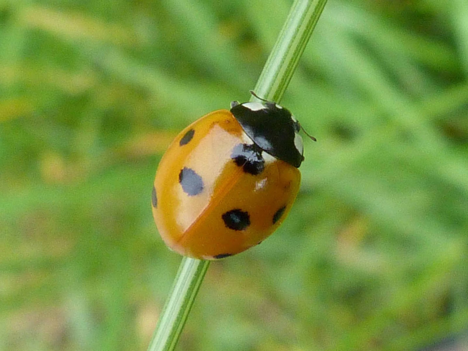 Insects of Scotland: Ladybirds