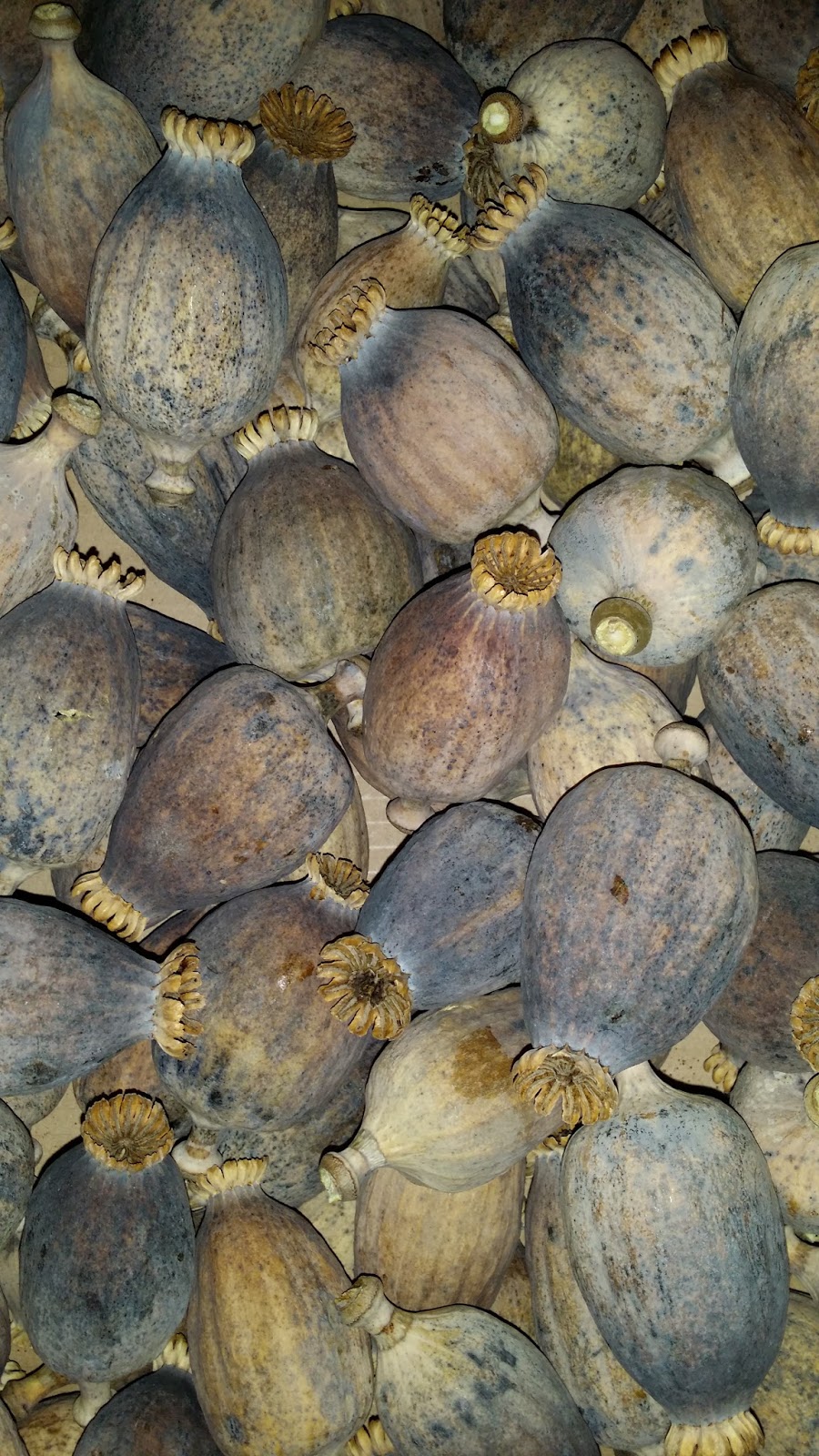 Exquisite dried floral poppyheads, pods & bunches: Welcome online shop ...