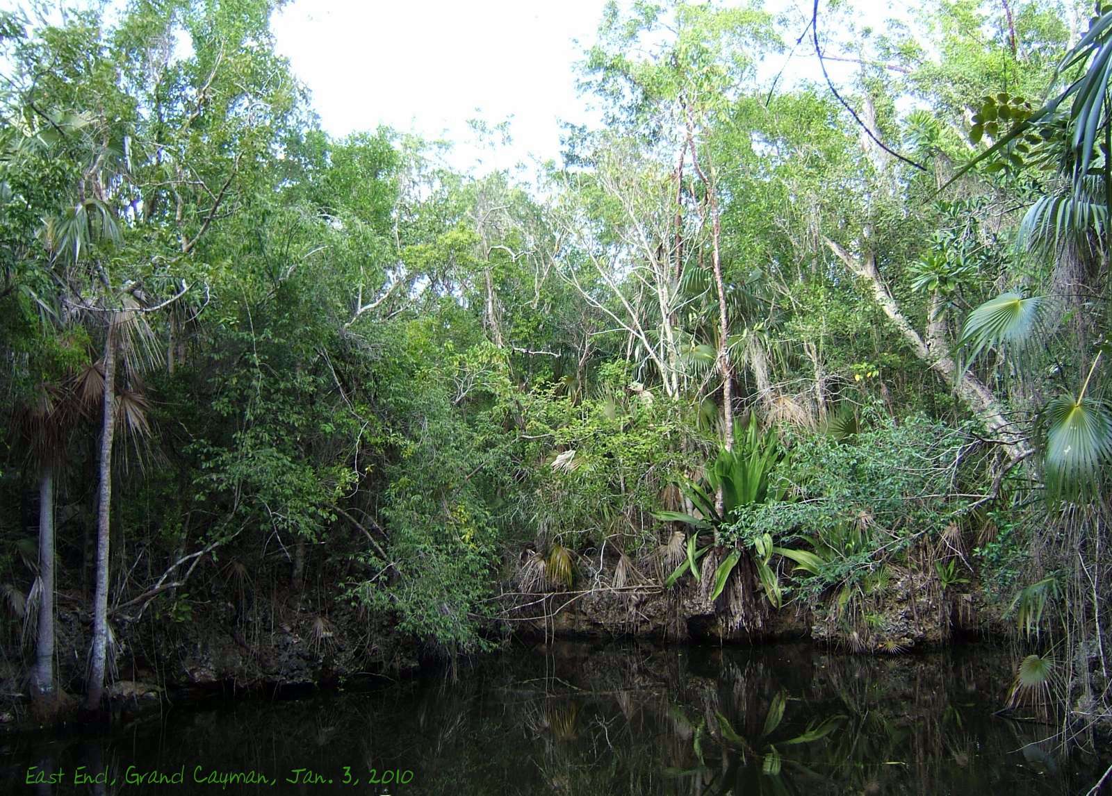 CaymANNature: Cayman Rocks – Caymanite and Phytokarst