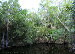 CaymANNature: Cayman Rocks – Caymanite and Phytokarst