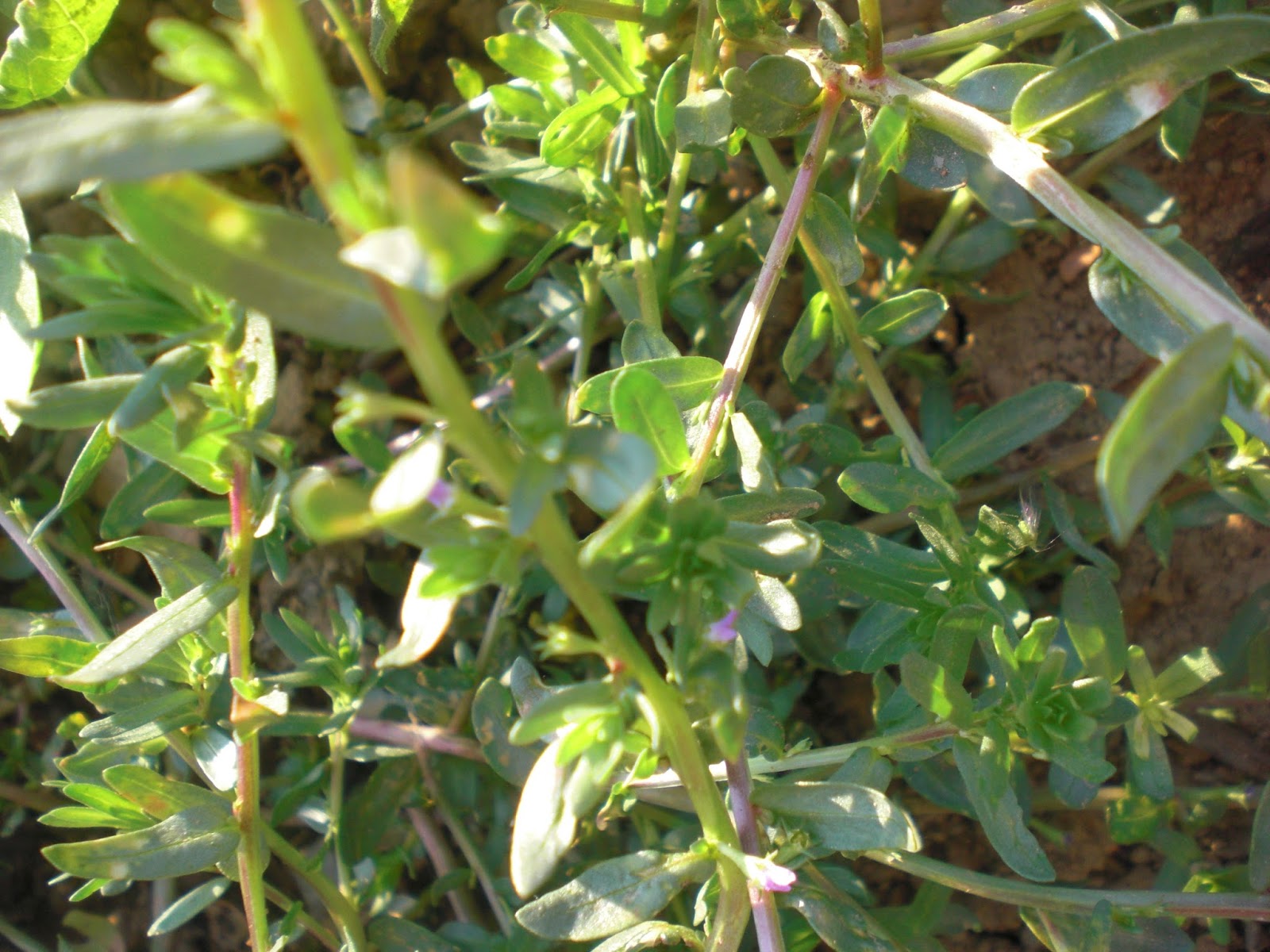 Perfumes y luces de Extremadura: Lythrum hyssopifolia, hierba de toro.