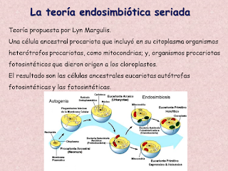 biología y geología 1ºbto: TEMA 8: La organización celular.