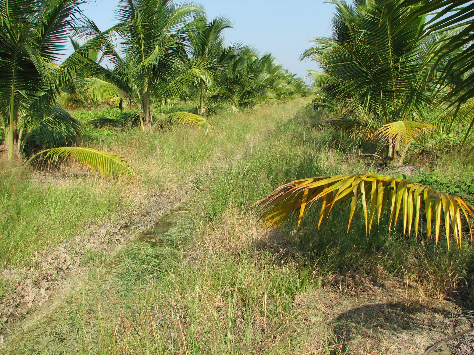 The Basics of Starting a New Coconut Plantation