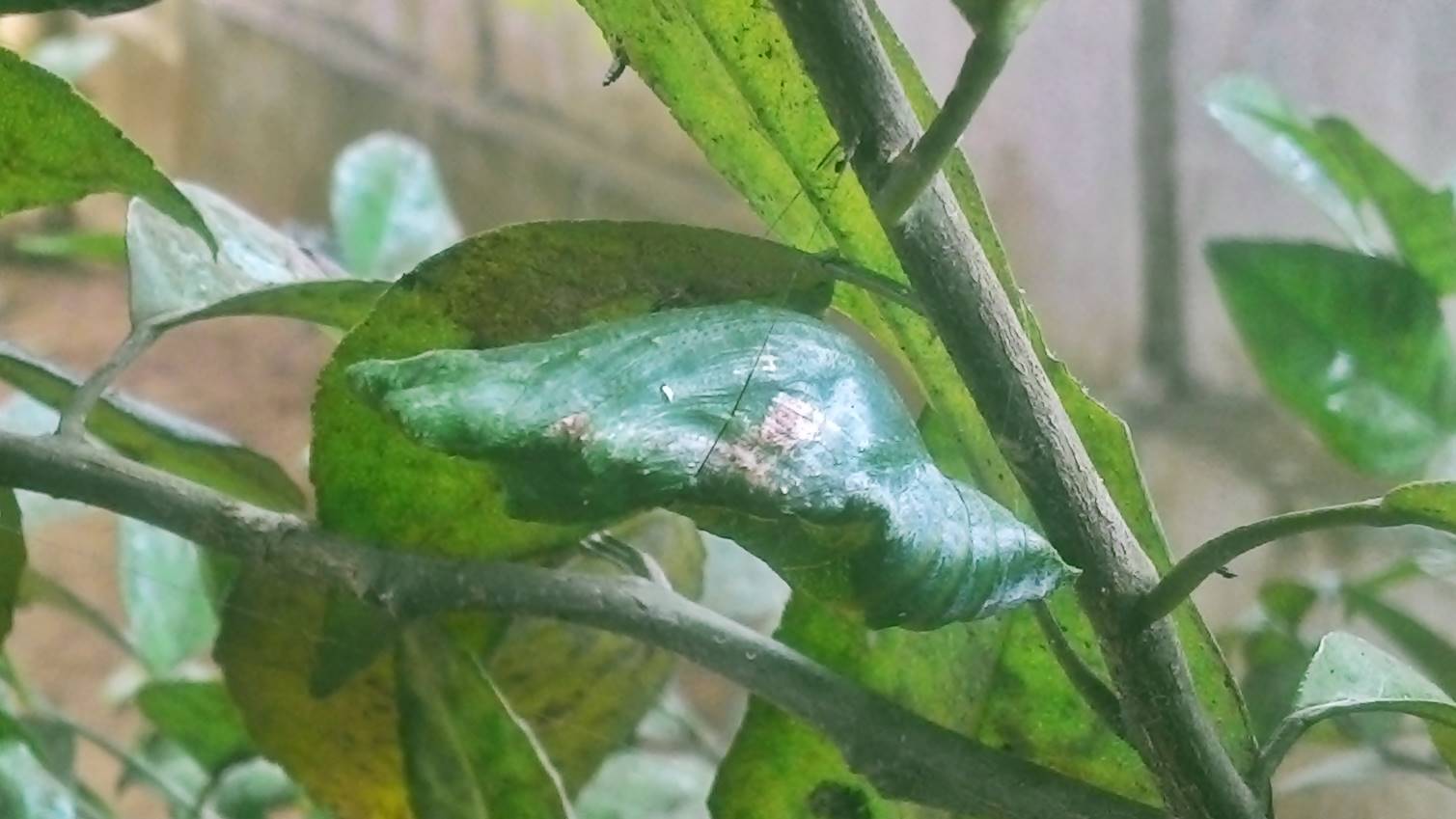 Foto Metamorfosis Larva Jadi Ulat Lalu Kepompong Terakhir Kupu-Kupu