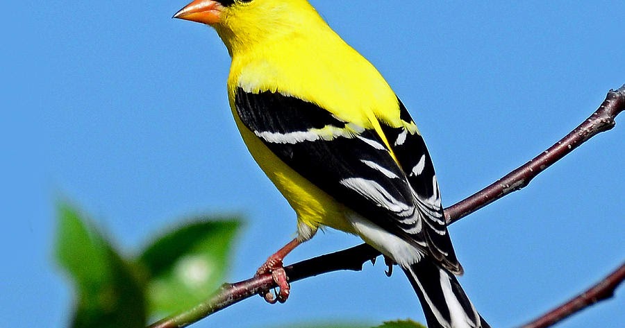 Coffee Clutch with Dutch Henry: The Goldfinch & DistelFink