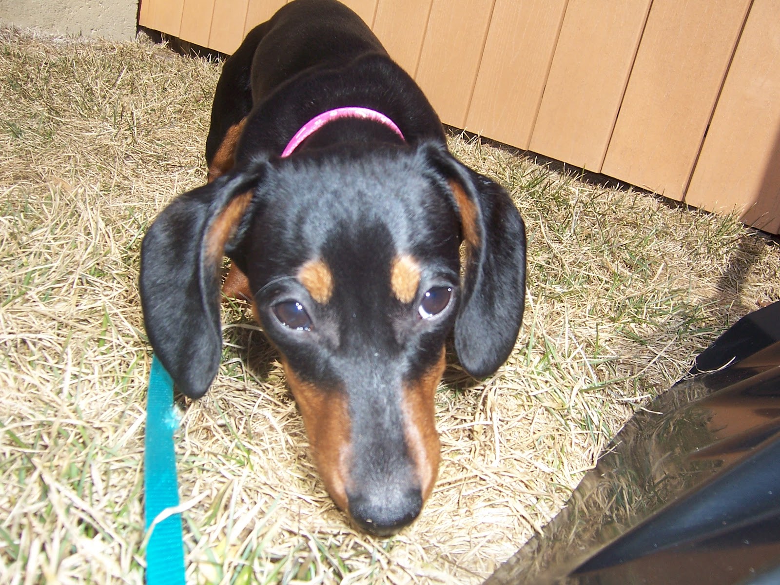 Jill Kemerer: Wiener Dog Wednesday!